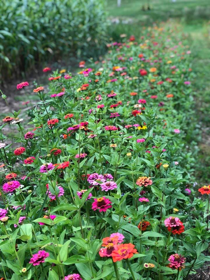 2020 Flower Failure Report! - PASSALONGS FARM