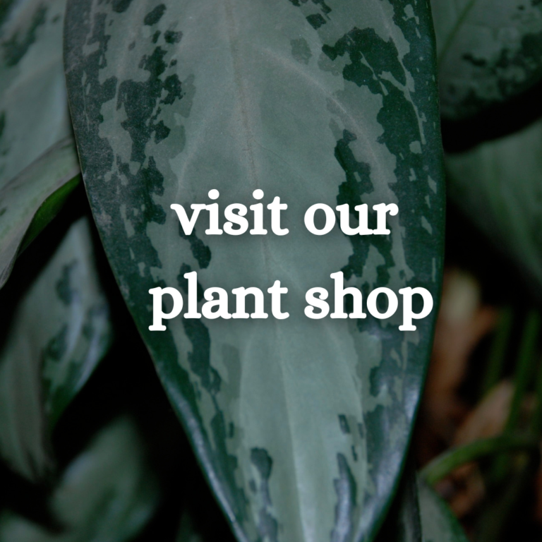 Northampton Florist